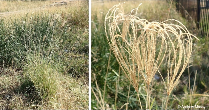 Chloris gayana | PlantZAfrica